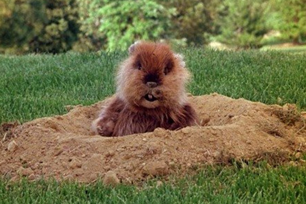 Fine-Scale Shark Habitat Mapping with an AUV